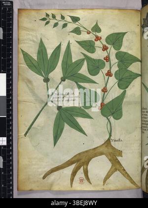 This folio from the British Library's Sloane 4016 manuscript (circa ...