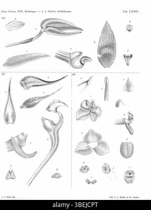 This plate from *Nova Guinea* (1929) depicts the species Bulbophyllum ...