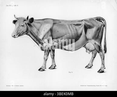 . Animal anatomical engraving from Handbuch der Anatomie der Tiere für ...