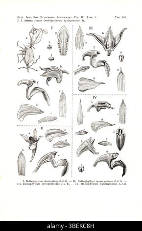Botanical illustration from 1938 by Johannes Jacobus Smith depicting ...