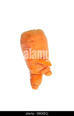 Forked carrot root vegetable organic agricultural produce on white ...