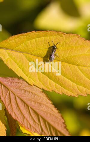 A closeup of a small black carpenter bee, Ceratina cyanea Stock Photo ...
