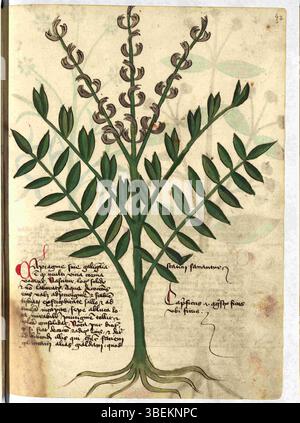 This folio from the Munich Cim. 79 manuscript, created after 1440 ...