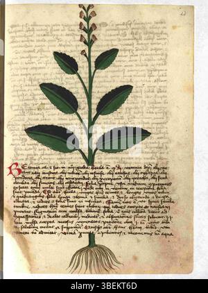 This page from Munich Cim. 79, created after 1440, showcases detailed ...