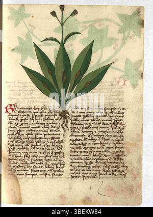 This page from *Munich Cim. 79* (f.010r), created after 1440, features ...