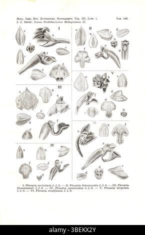 The illustration in 'Icones Orchidacearum Malayensium' by Johannes ...