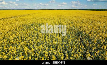 Bright yellow canola field under blue sky summer day Stock Photo - Alamy