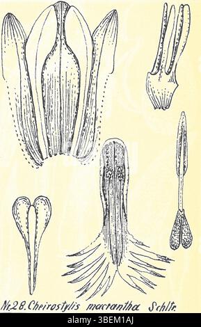 'Cheirostylis griffithii' is an illustration from 'The Orchids of the ...