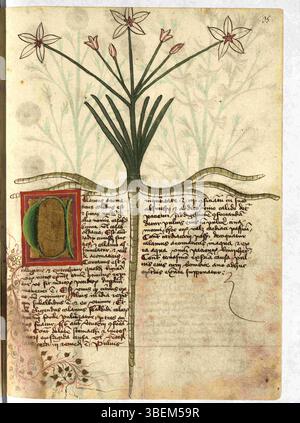 This folio from the Munich Cim. 79 manuscript, created after 1440 ...