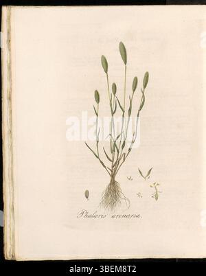 This botanical illustration from the 'Flora Batava' series depicts the ...