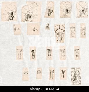 Head and neck muscles. Historical anatomical artwork of the muscles of ...
