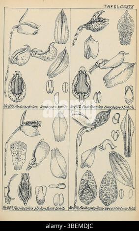 Repertorium specierum novarum regni vegetabilis Dahlem bei Berlin ...