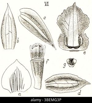 This botanical illustration from 1930 by Johannes Jacobus Smith ...