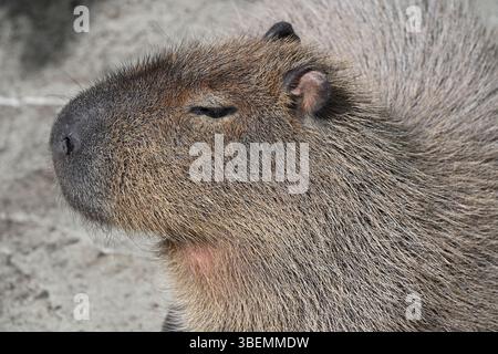Capybara in the sun at London Zoo Stock Photo - Alamy