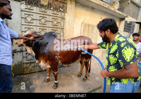 Citizen are giving bath to cow (sacrificial animal) to beat the heat of ...