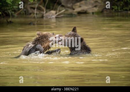 Bear playground (Ursus (genus arctos Stock Photo - Alamy