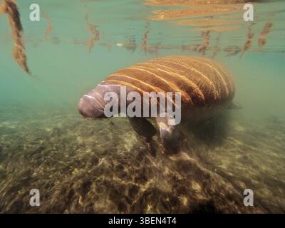 Round-tailed manatee (Trichechus manatus Stock Photo - Alamy