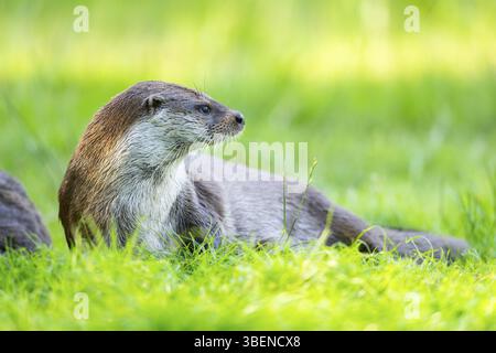 Eurasian otter (Lutra lutra) on a meadow in the bavarian forest ...