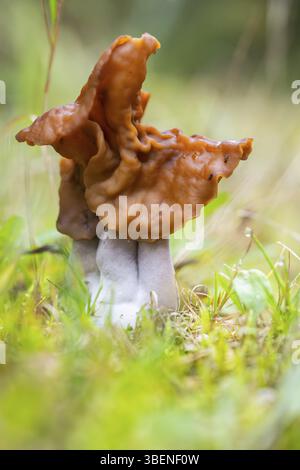 Fly agaric (Amanita muscaria) a type of mushroom in the amanita family ...