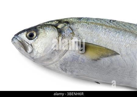 Bluefish (Pomatomus saltatrix Stock Photo - Alamy