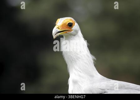 Secretary bird (Sagittarius serpentarius), Sagittariidae, falcons ...