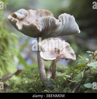Sulphur head, Hypholoma sublateritium, toxic forest floor, nature ...