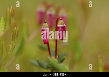Cranberry common (Vaccinium oxycoccos, syn. Oxycoccus palustris Pers ...