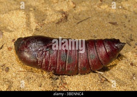Oak hawkmoth (Marumba quercus Stock Photo - Alamy