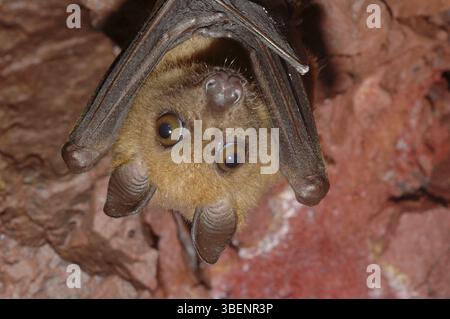 Fruit bat in western Kenya (Chiroptera Stock Photo - Alamy