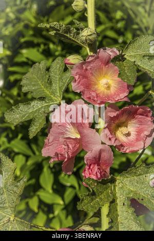 Althea syn. alcea rosea STOCKROSE HOLLYHOCK (althea syn. alcea rosea ...