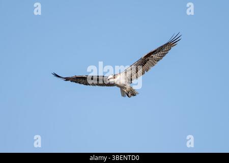 Fierce Osprey bird has wings spread wide in flight while biting a ...