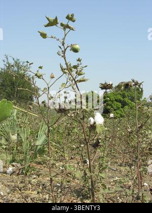 Cotton bush, common cotton (Gossypium herbaceum africanum Stock Photo ...