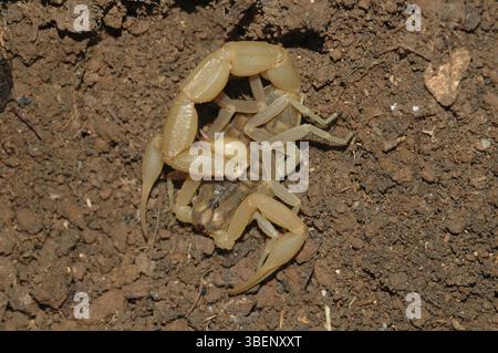 Common scorpion (Mesobuthus gibbosus Stock Photo - Alamy
