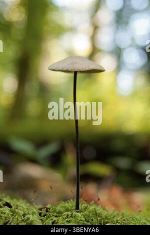 Garlic dwindler (Marasmius alliaceus Stock Photo - Alamy