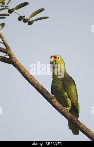 Yellow-cheeked Amazon (Amazona autumnalis Stock Photo - Alamy