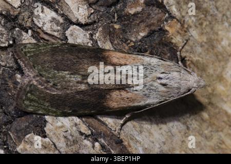 Bumblebee moth (Aphomia sociella Stock Photo - Alamy