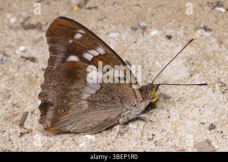 Lesser purple emperor (Apatura lilia Stock Photo - Alamy