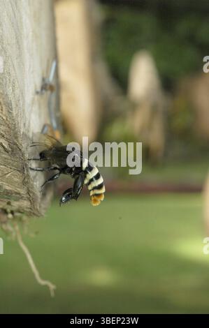 Magnificent bee (Eulaema meriana Stock Photo - Alamy