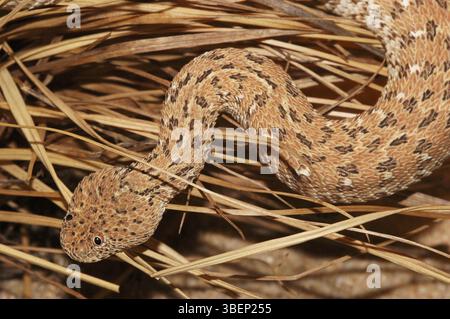 Namib Dwarf Otter (Bitis peringueyi Stock Photo - Alamy