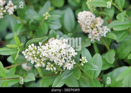 Liguster während der Blüte Eine Ligusterhecke zur Einfriedung von ...