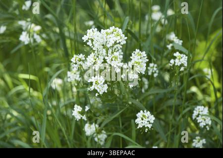 Flower of the horseradish (Amoracia rusticana Stock Photo - Alamy