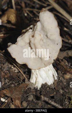 Autumn laurel (Helvella crispa Stock Photo - Alamy