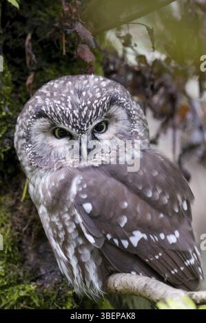 Great horned owl (Aegolius funereus Stock Photo - Alamy