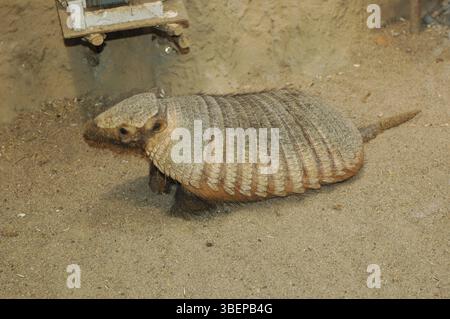 Brown-bristled armadillo (Chaetophractus villosus Stock Photo - Alamy