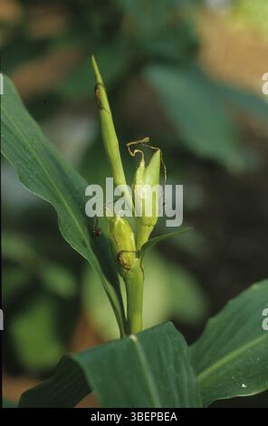 Spice, Malabar cardamom, Elettaria cardamomum, capsules, cardamom ...