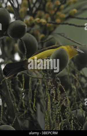 Yellow-backed Tanager, female (Ramphocelus icteronotus Stock Photo - Alamy