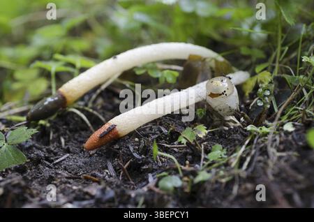 Dog Stinkhorn, Mutinus caninus, Phallaceae. Growing in Woodland Moss ...