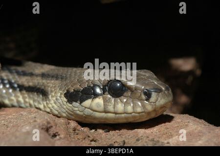 Four-striped snake Elaphe q. quatuorlineata snake snakes reptile ...