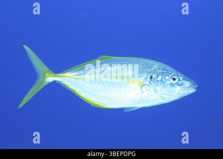 Yellowfin trevally (Pseudocaranx dentex Stock Photo - Alamy