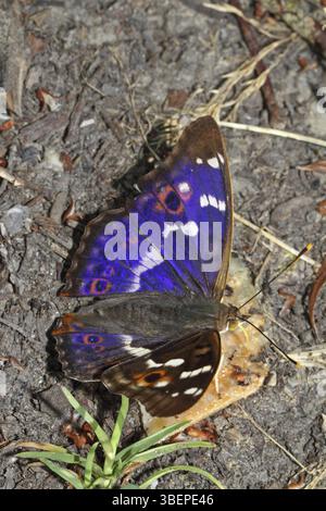 Lesser purple emperor (Apatura lilia Stock Photo - Alamy